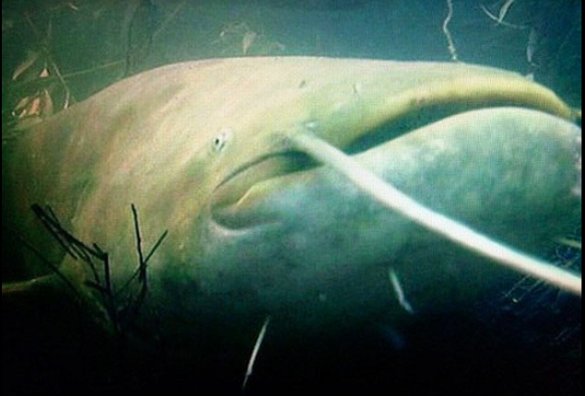 Eastside cat - Der Wels